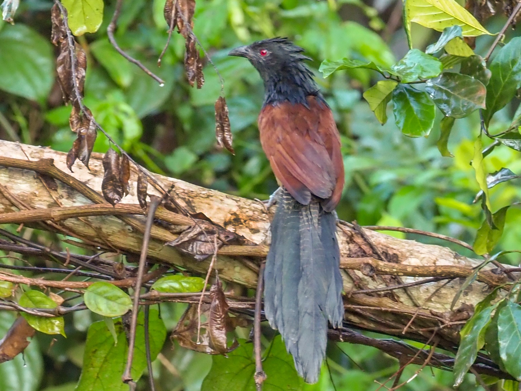 Black-throated Coucal - eBird