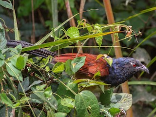 Black-throated Coucal - eBird
