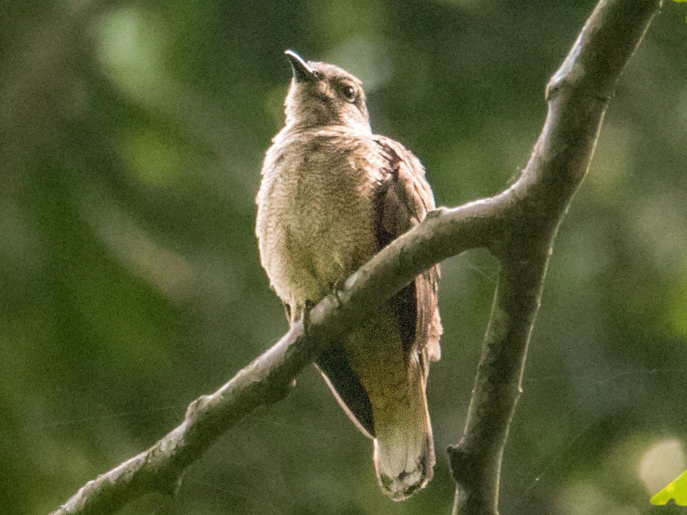 Yellow-throated Cuckoo - eBird