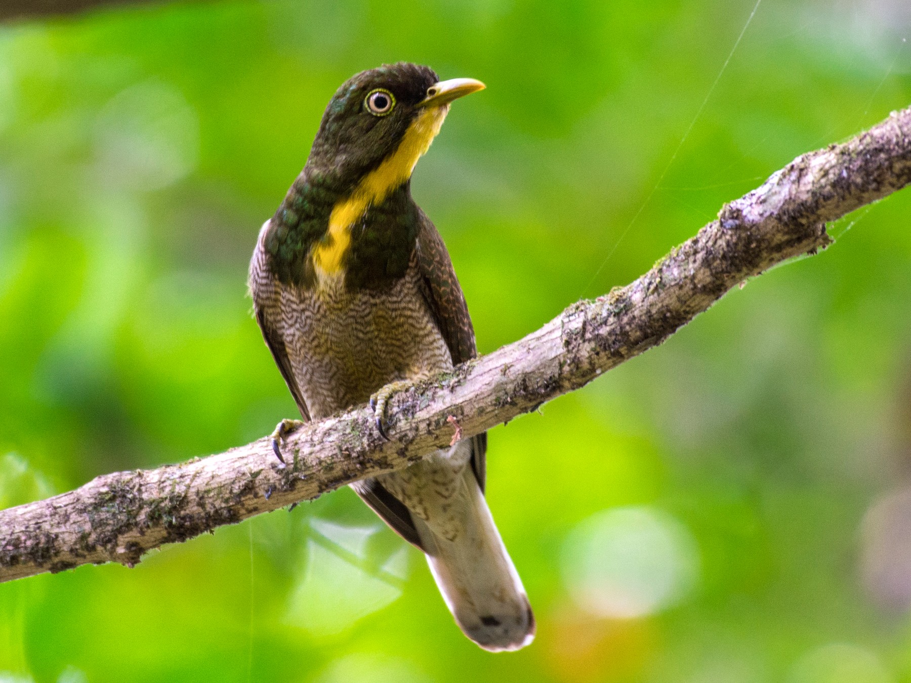 Yellow-throated Cuckoo - eBird