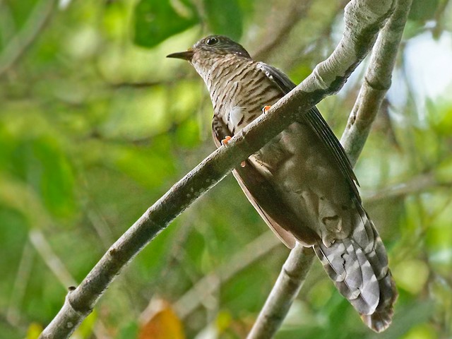 Photos - Olive Long-tailed Cuckoo - Cercococcyx olivinus - Birds of the ...