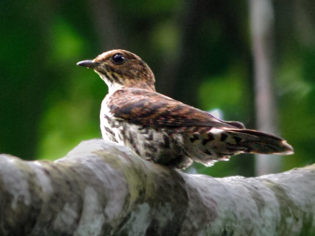 Photos - Olive Long-tailed Cuckoo - Cercococcyx olivinus - Birds of the ...