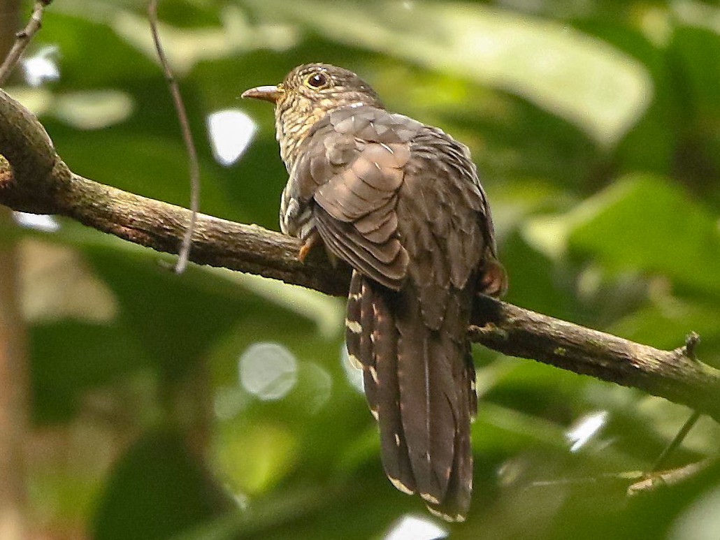Olive Long-tailed Cuckoo - eBird