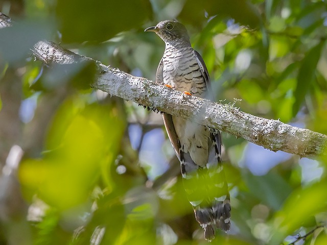 Photos - Olive Long-tailed Cuckoo - Cercococcyx olivinus - Birds of the ...