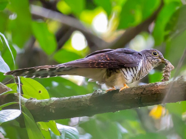 Photos - Olive Long-tailed Cuckoo - Cercococcyx olivinus - Birds of the ...