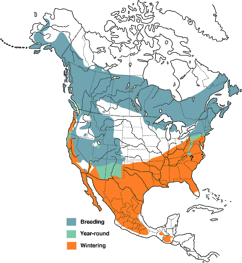 Hermit Thrush Range