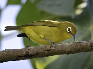 Yellow-fronted White-eye - Zosterops flavifrons - Birds of the World