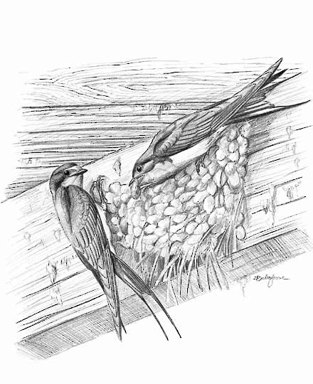Barn Swallow Drawing