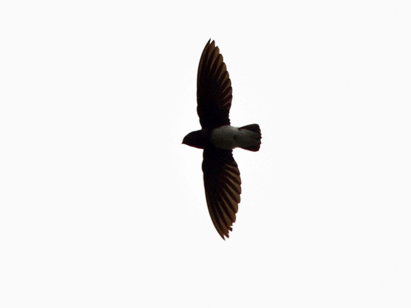 Sabine's Spinetail - eBird