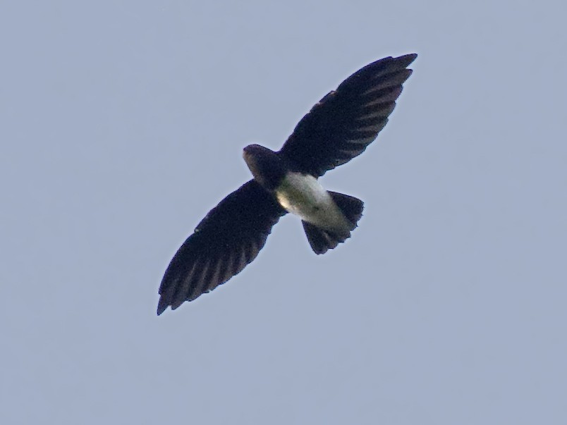 Sabine's Spinetail - eBird