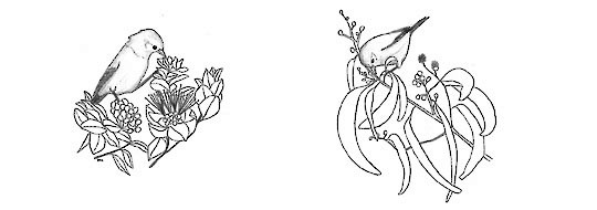 Dieta y alimentación - Maui Akepa - Loxops ochraceus - Birds of the World