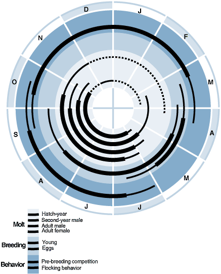 Breeding - Maui Akepa - Loxops ochraceus - Birds of the World