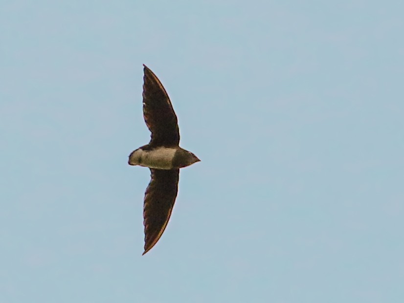 Cassin's Spinetail - eBird