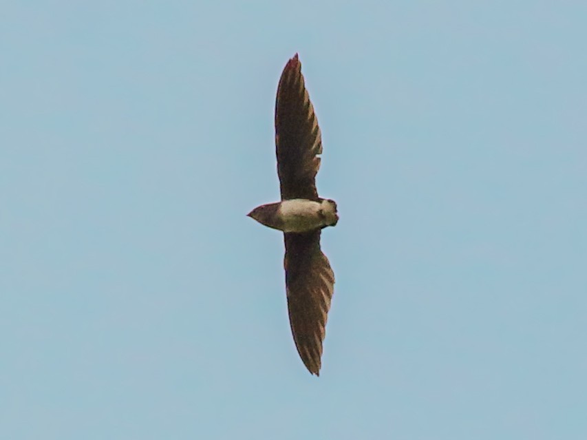 Cassin's Spinetail - eBird