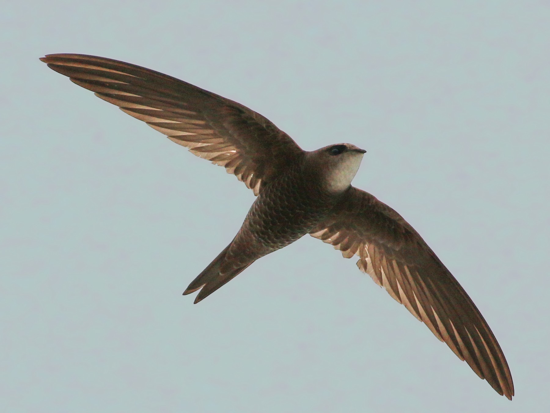 Forbes-Watson's Swift - eBird
