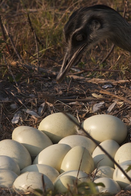 Rhea Bird Eggs