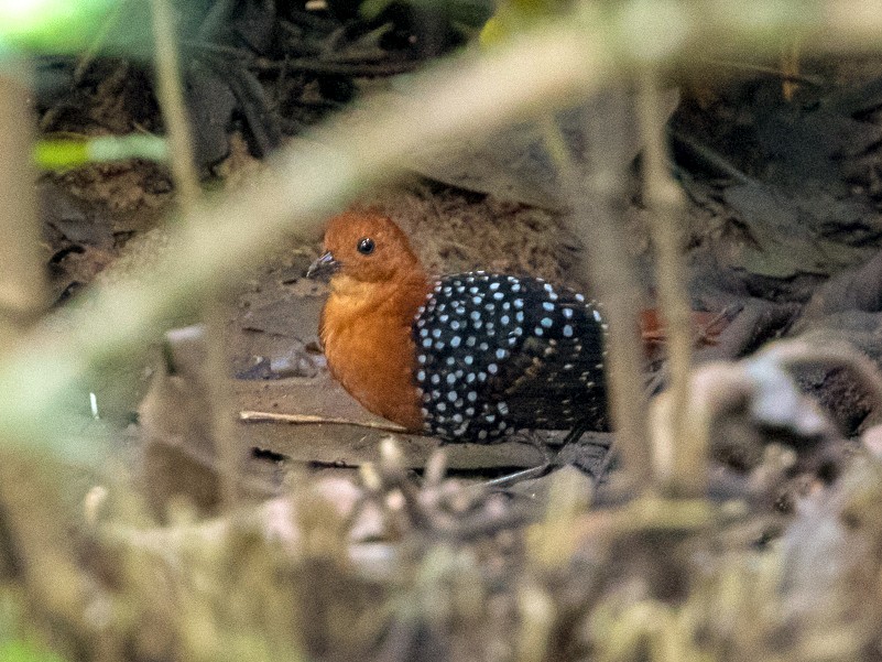 White-spotted Flufftail - eBird