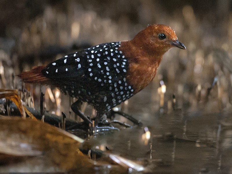 White-spotted Flufftail - eBird
