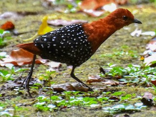 White-spotted Flufftail - eBird
