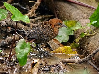 White-spotted Flufftail - eBird