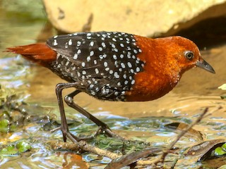 White-spotted Flufftail - eBird