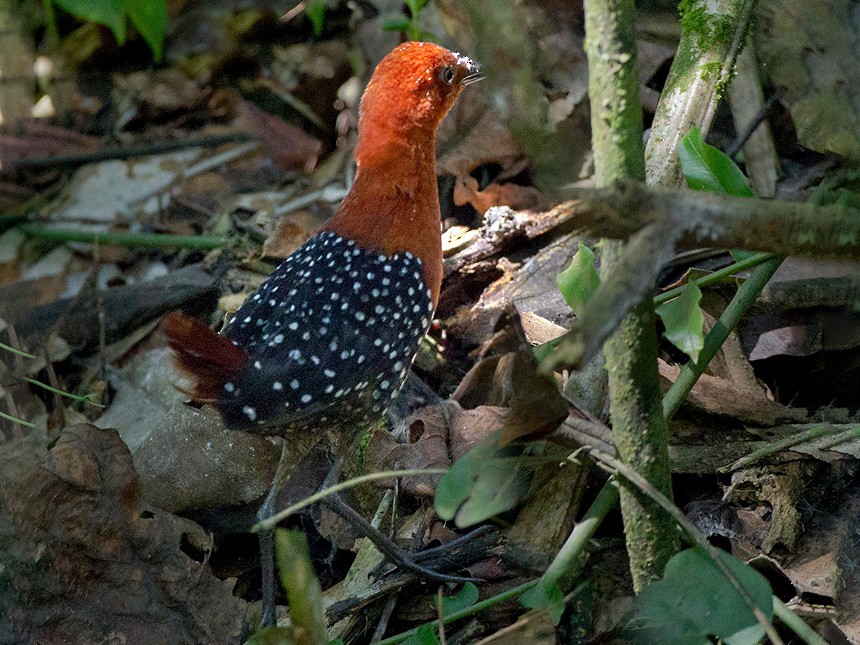 White-spotted Flufftail - eBird