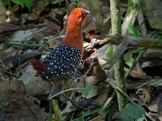 White-spotted Flufftail - eBird