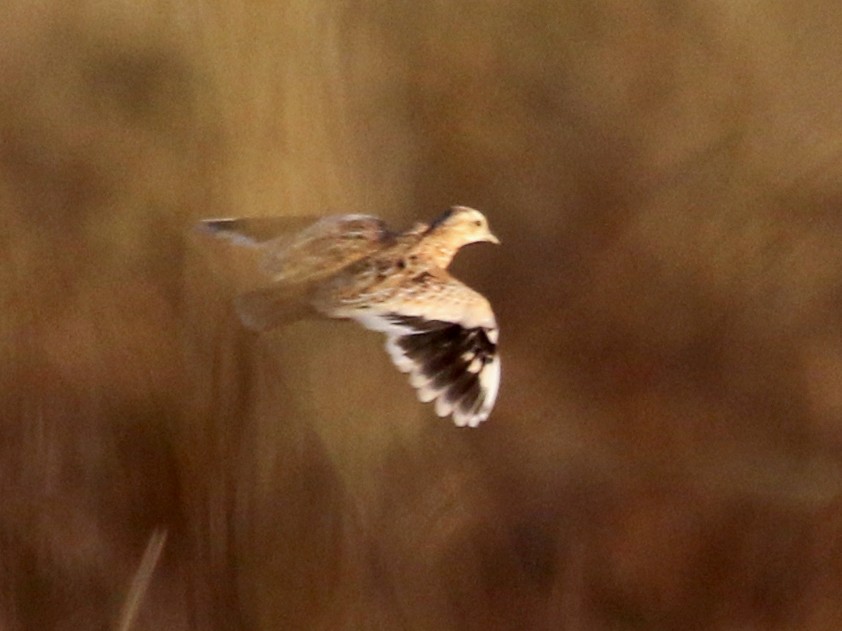 Quail-plover - eBird