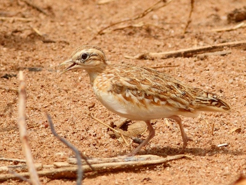 Quail-plover - eBird