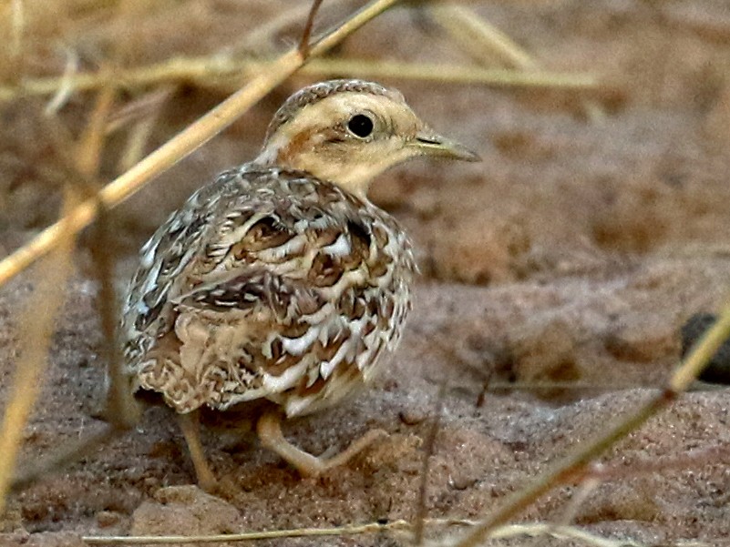 Quail-plover - eBird