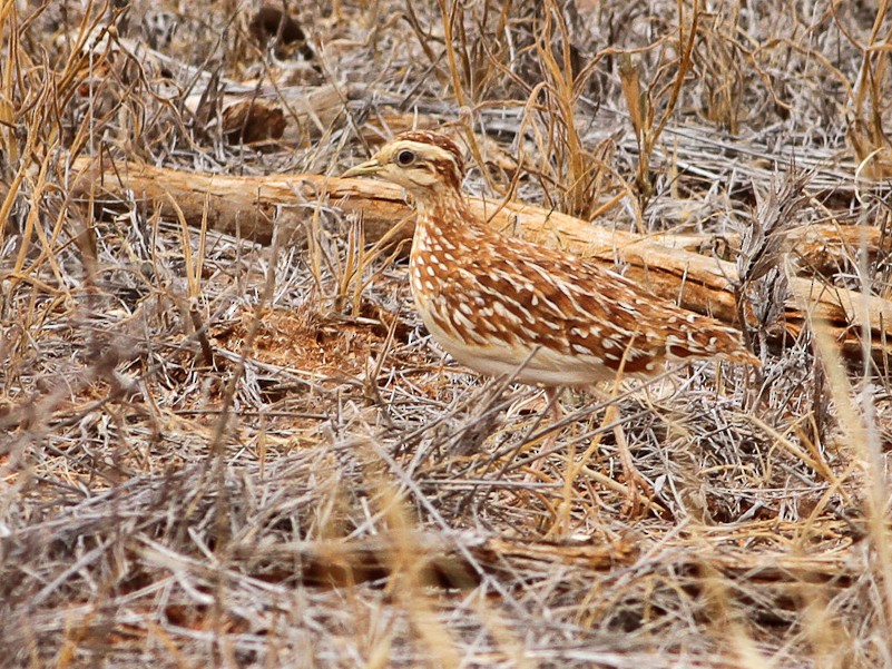 Quail-plover - eBird