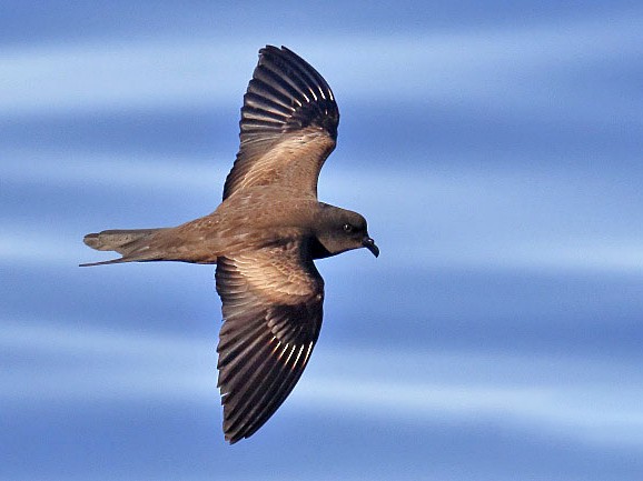 Matsudaira's Storm-Petrel - eBird