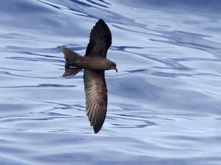 Matsudaira's Storm-Petrel - eBird