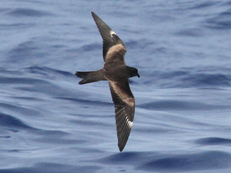 Matsudaira's Storm-Petrel - eBird