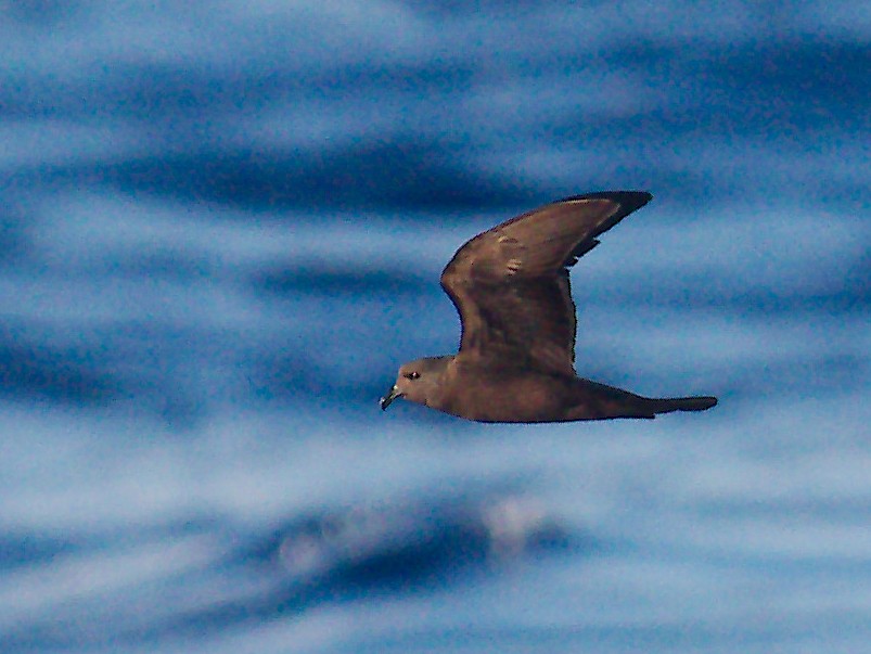 Matsudaira's Storm-Petrel - eBird