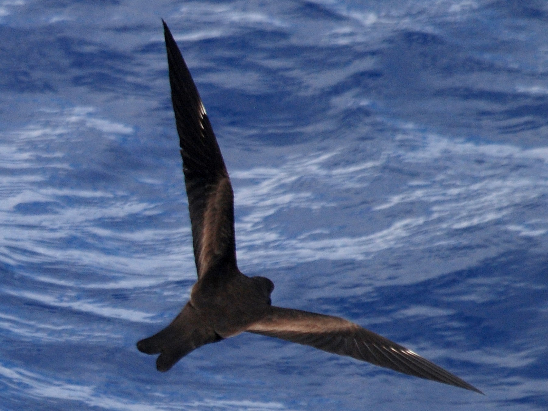 Matsudaira's Storm-Petrel - eBird