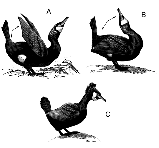 Figures - Great Cormorant - Phalacrocorax carbo - Birds of the World