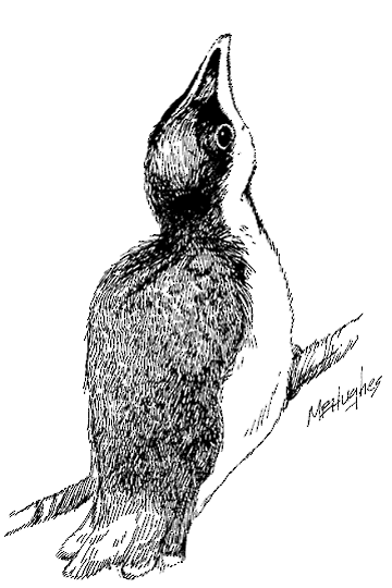 Comportamento - Black-billed Cuckoo - Coccyzus erythropthalmus - Birds ...