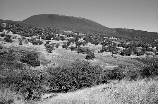 Habitat - Maui Nukupuu - Hemignathus affinis - Birds of the World