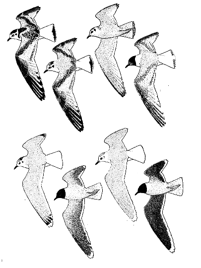 Plumagens, Mudas e Estrutura - Little Gull - Hydrocoloeus minutus ...