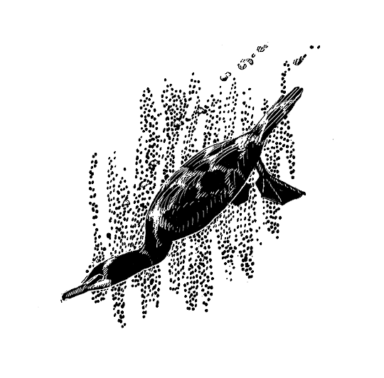 Cormorant Diving