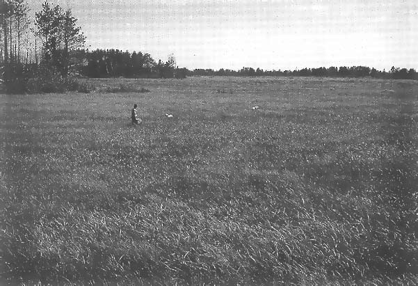 Habitat - Yellow Rail - Coturnicops noveboracensis - Birds of the World