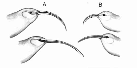 Systematics - Lesser Akialoa - Akialoa obscura - Birds of the World