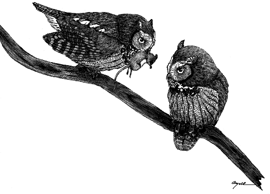 Western Screech Owl Drawing