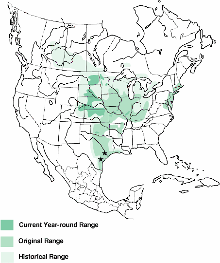 Greater Prairie Chicken Range