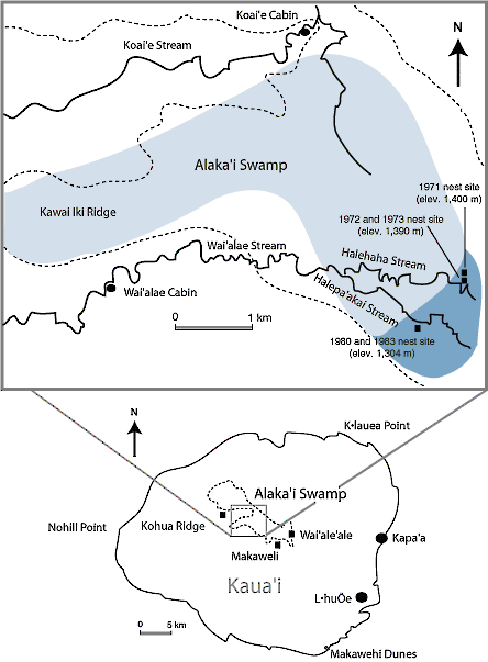 Hábitat - Kauai Oo - Moho braccatus - Birds of the World