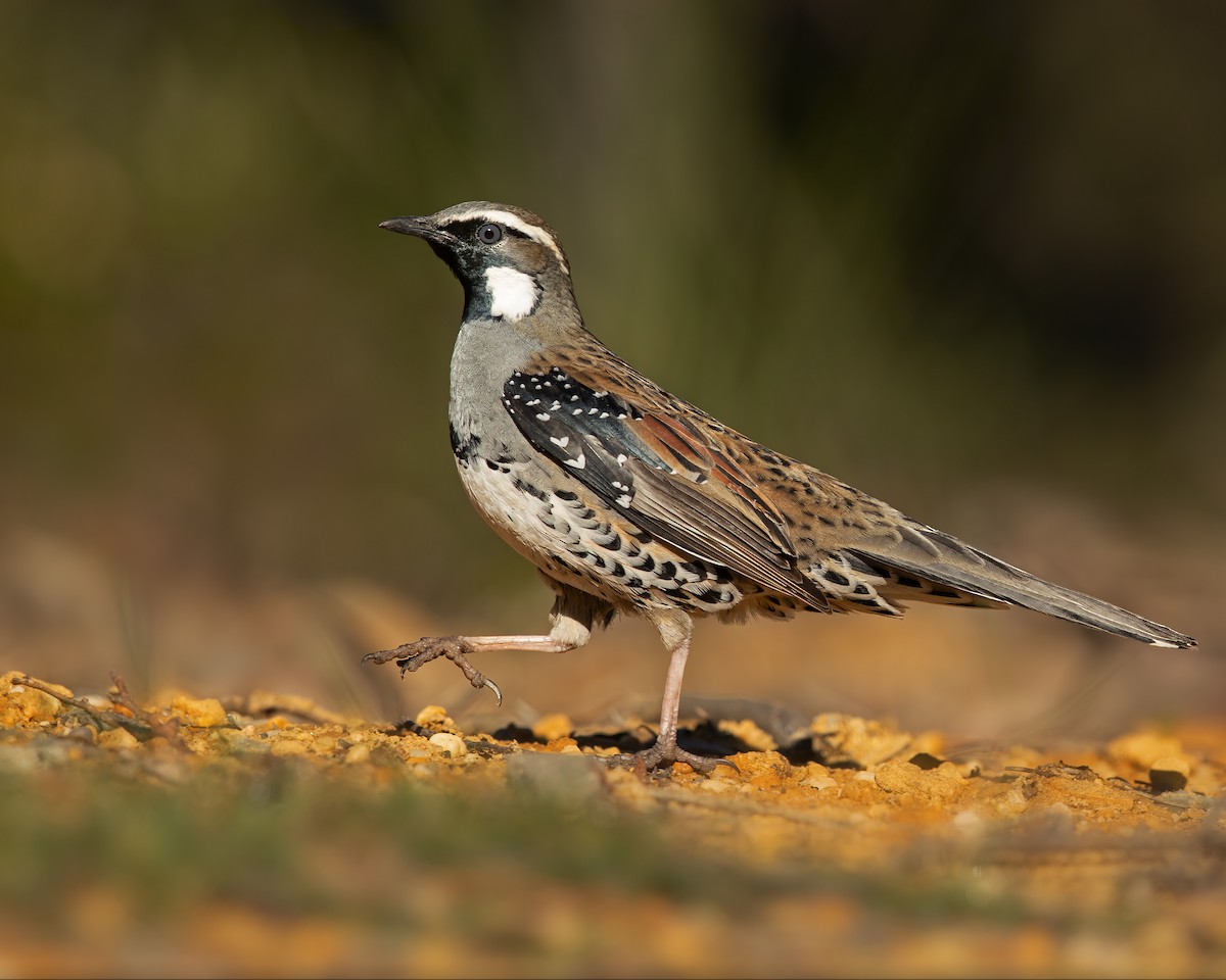 2021 Year in Review: eBird, Merlin, Macaulay Library, and Birds of the ...