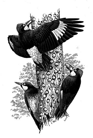 Diet and Foraging - Acorn Woodpecker - Melanerpes formicivorus - Birds ...