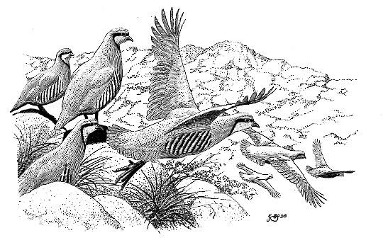 Chukar Partridge Drawing