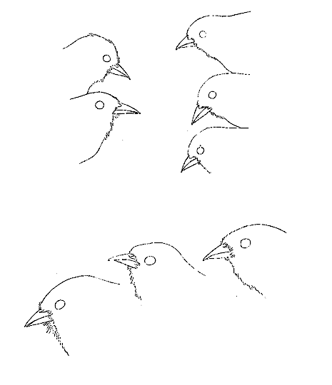 Systematics - Maui Akepa - Loxops ochraceus - Birds of the World